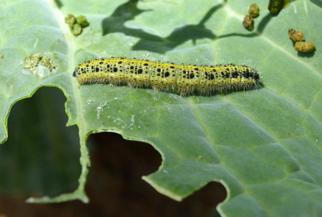 La Oruga de la col o gusano de la col ⭐️️ Como prevenirla y eliminarla ⭐️