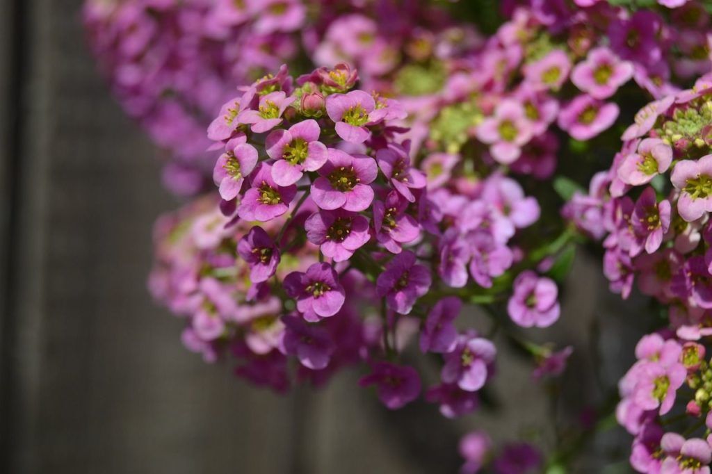 *[Oxalis Triangularis,el Trébol Morado]*